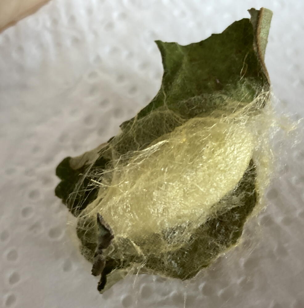 【虫写真・動画】眠が短い: 今日、喰ったもの。あったこと。